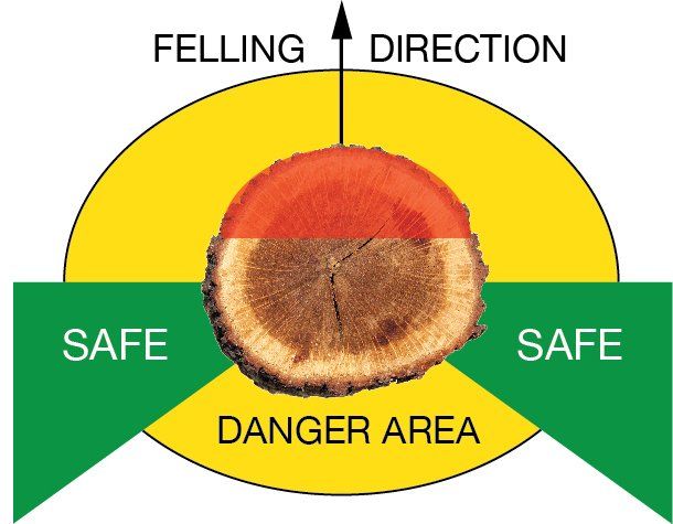 The Arborists Five-Step Tree Felling Plan!