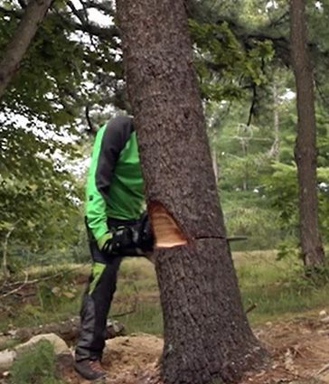 The Arborists Five-Step Tree Felling Plan!