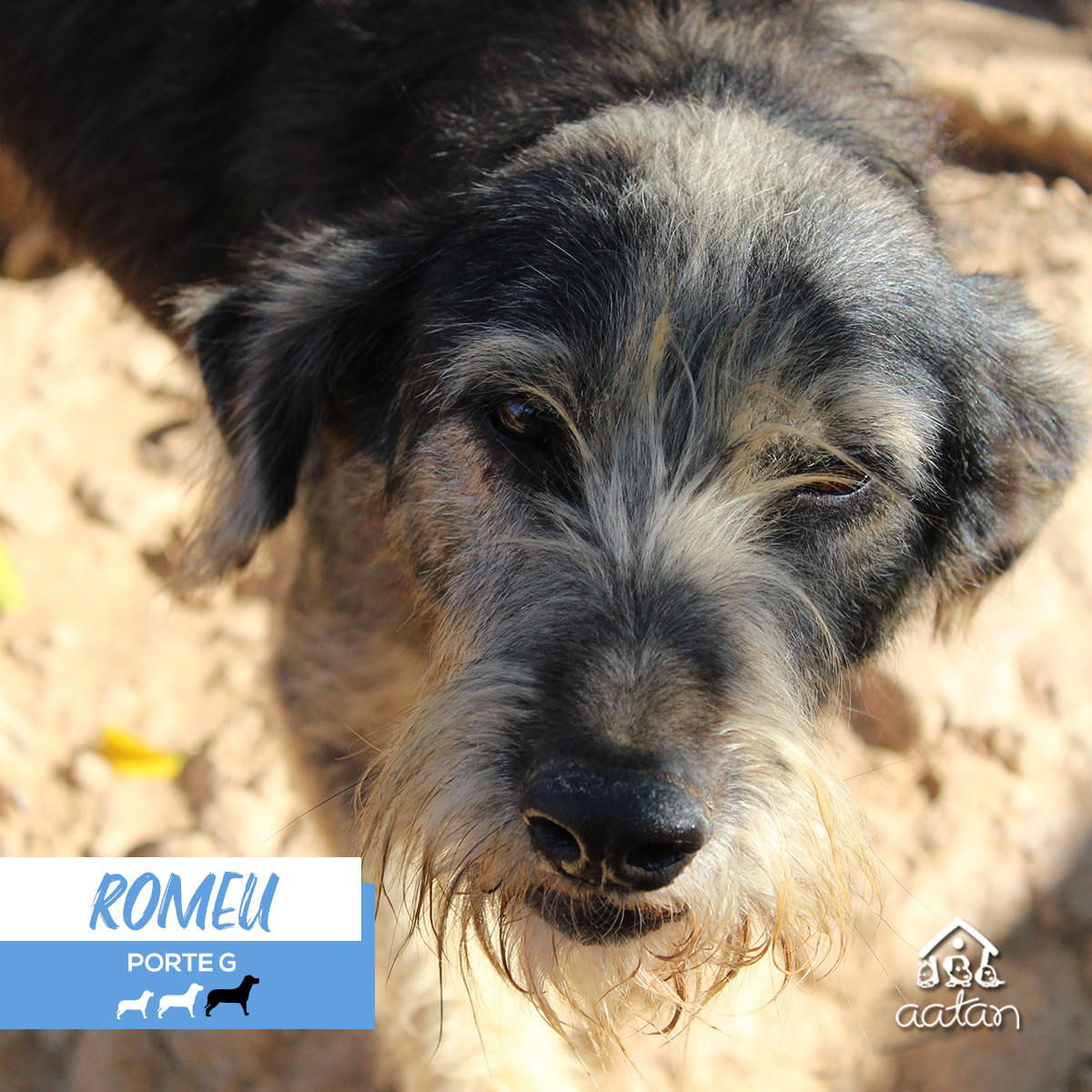 Adoção de Cachorro em Sorocaba | AATAN