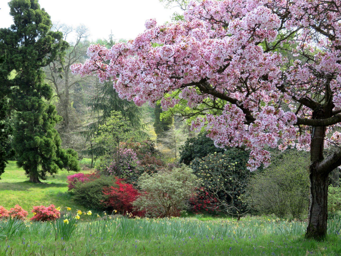 High Beeches Woodland and Water Garden | Handcross, West Sussex