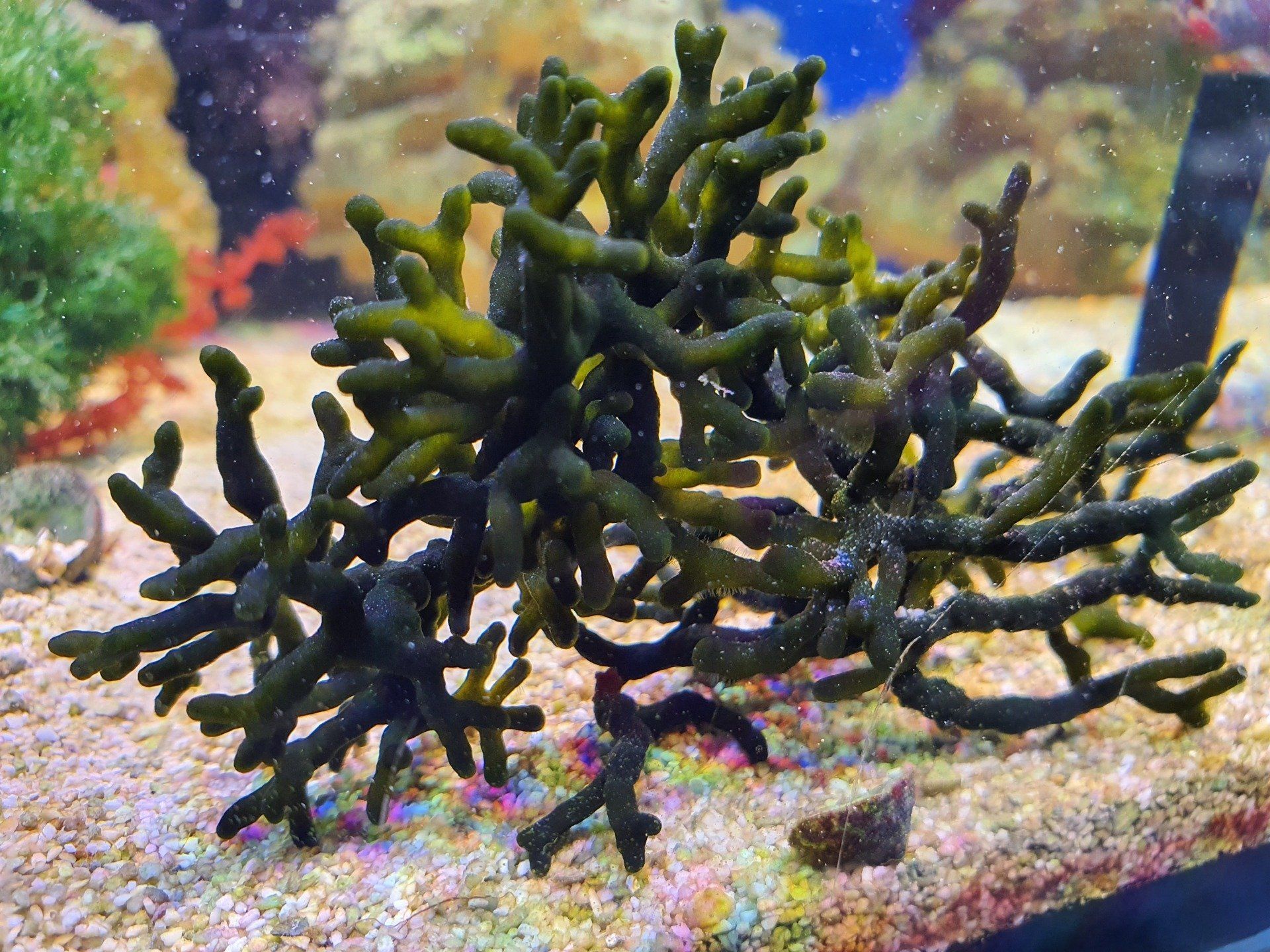 Buy Macroalgae in the UK-Macro Algae for refugium or display