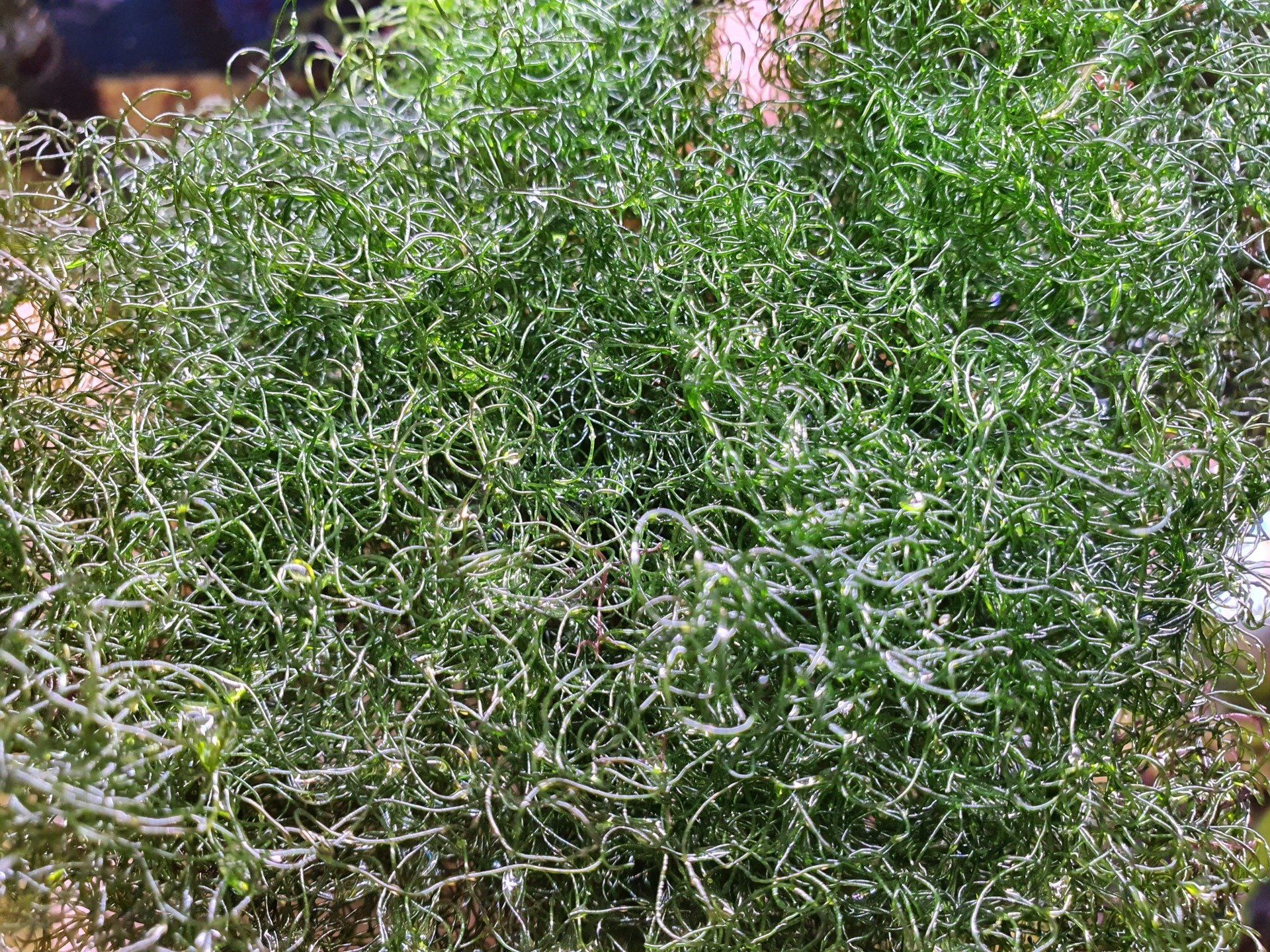 Buy Macroalgae in the UK-Macro Algae for refugium or display