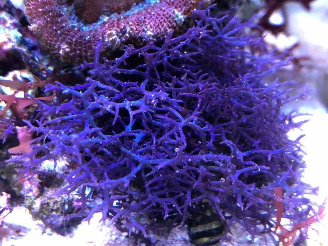 Buy Macroalgae in the UK-Macro Algae for refugium or display