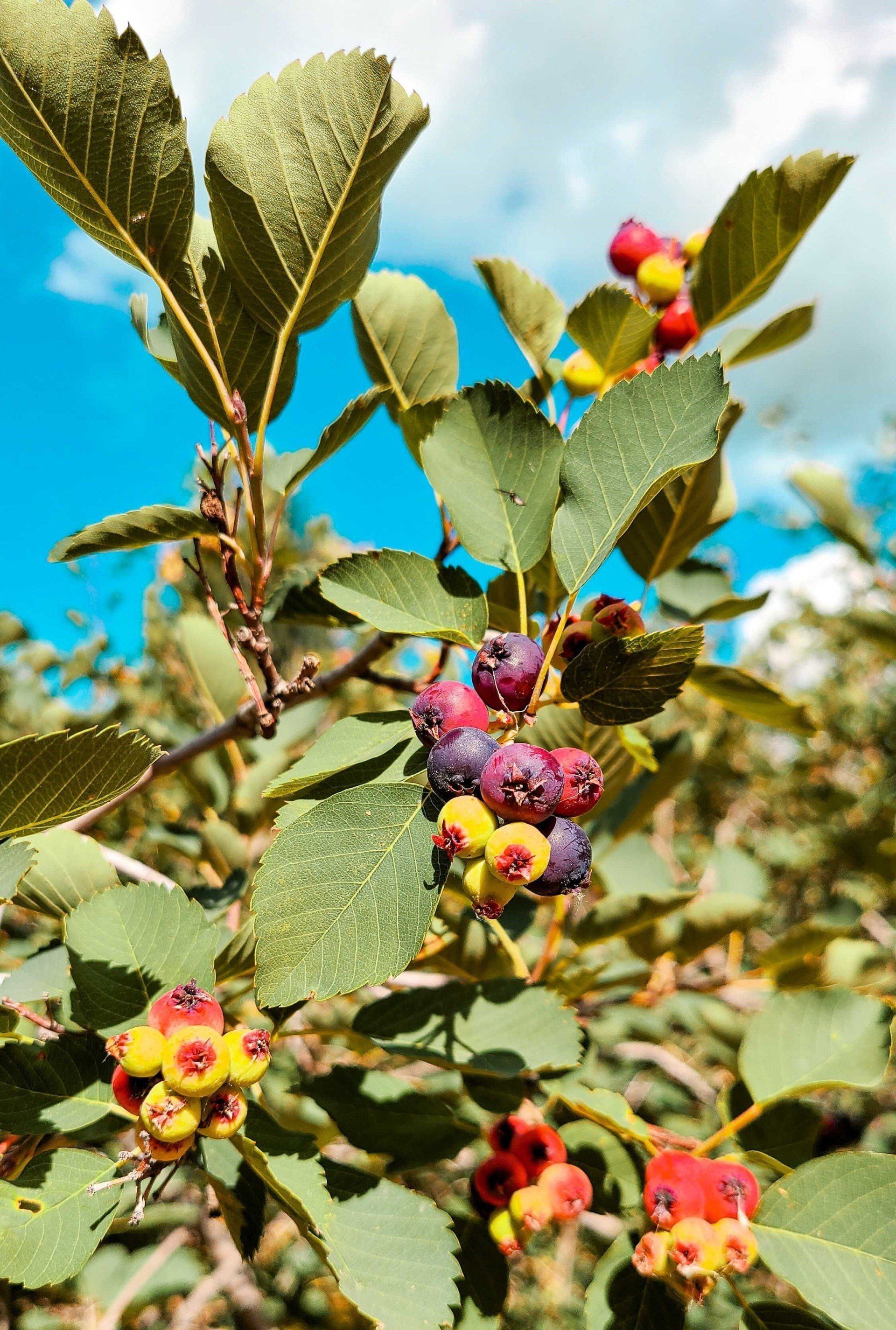 The Berry Barn | Fresh Saskatoon Berries, Bakery, and Restaurant