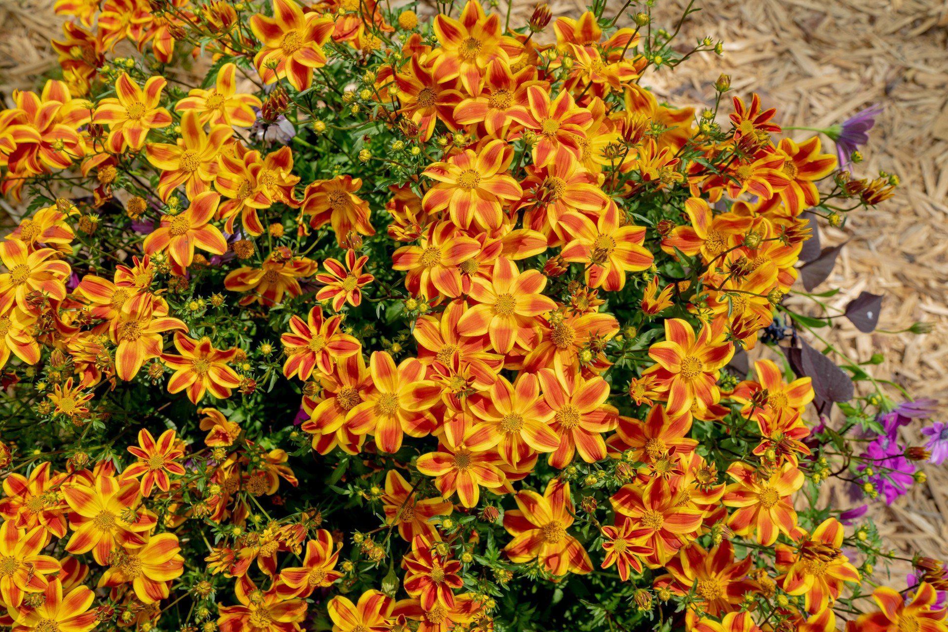 Greenhouse | The Berry Barn