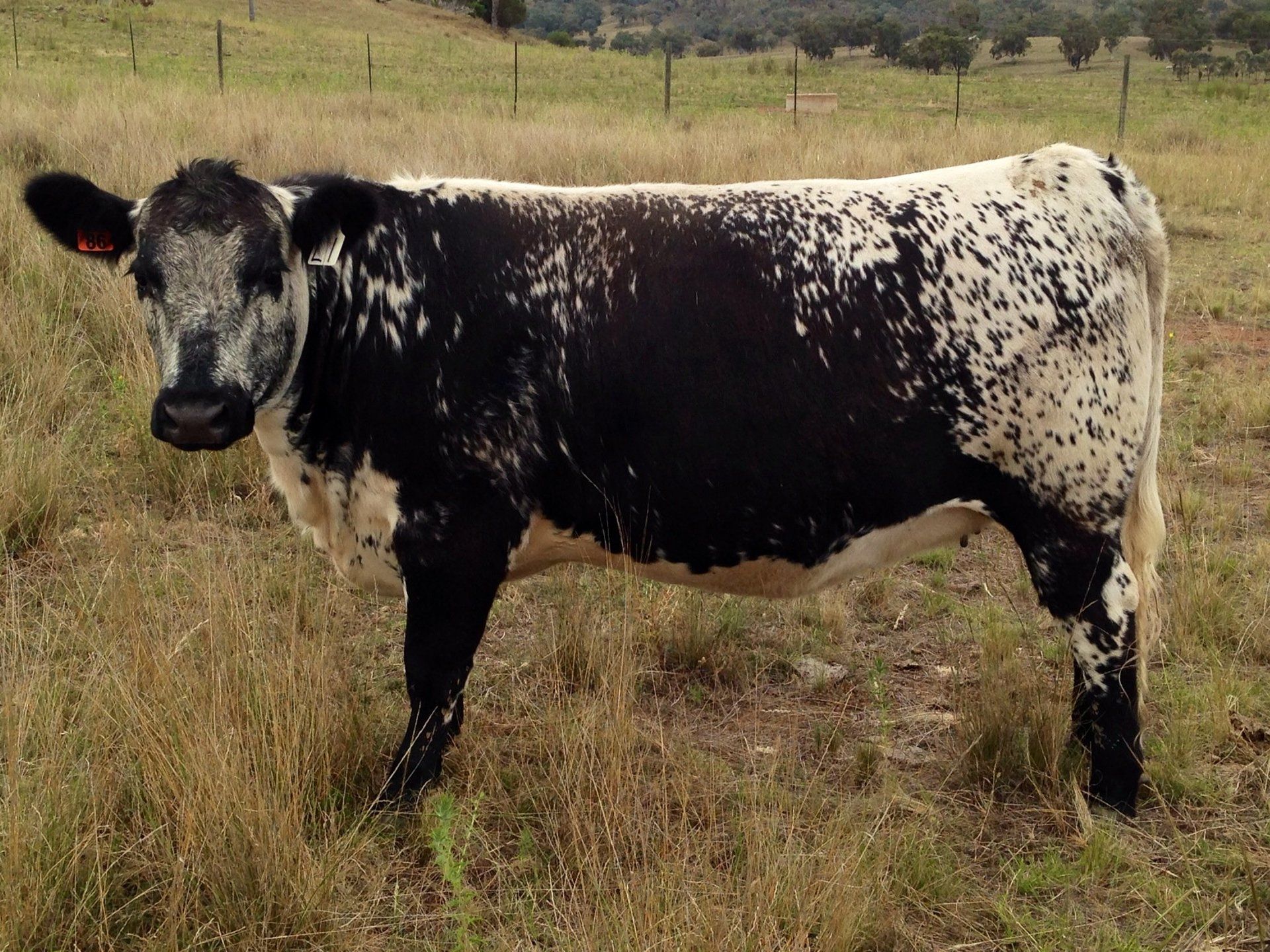 Oakey Creek Speckle Parks - Manilla, NSW - Oakey Creek Australian Cows