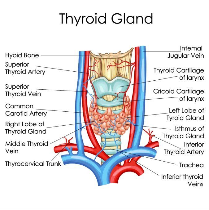 Understanding The Thyroid Gland Dr Brian Michael Gettysburg Understanding The Thyroid Gland Dr Brian Michael Gettysburg