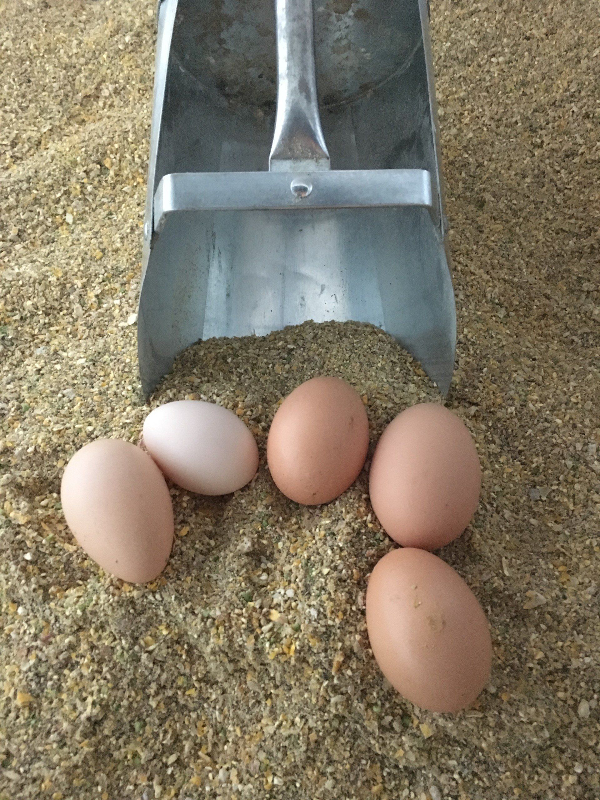Organic Chicken Feed