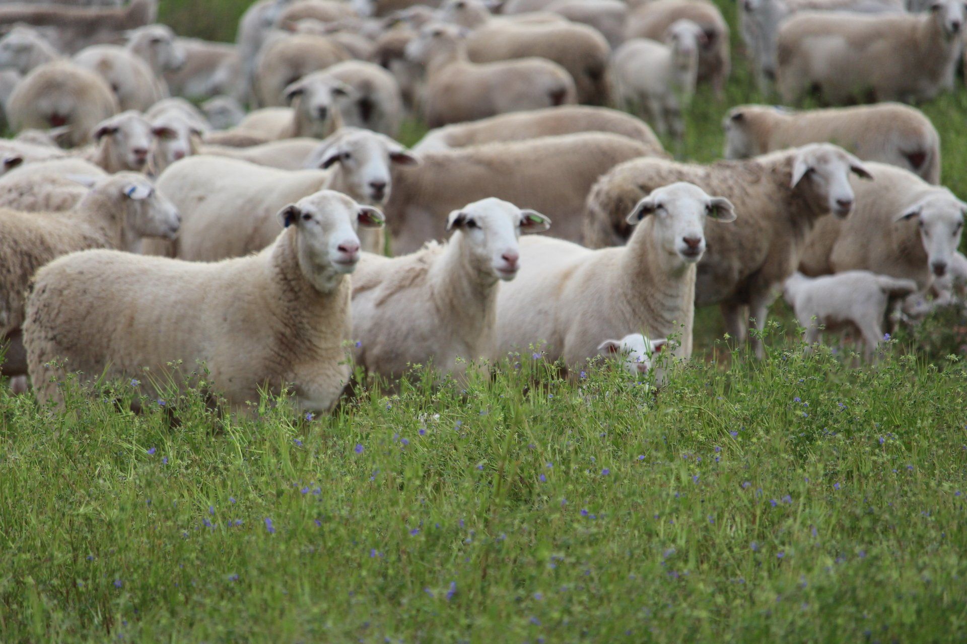 Highvelds International Australian White Sheep Stud - Mendooran, NSW ...