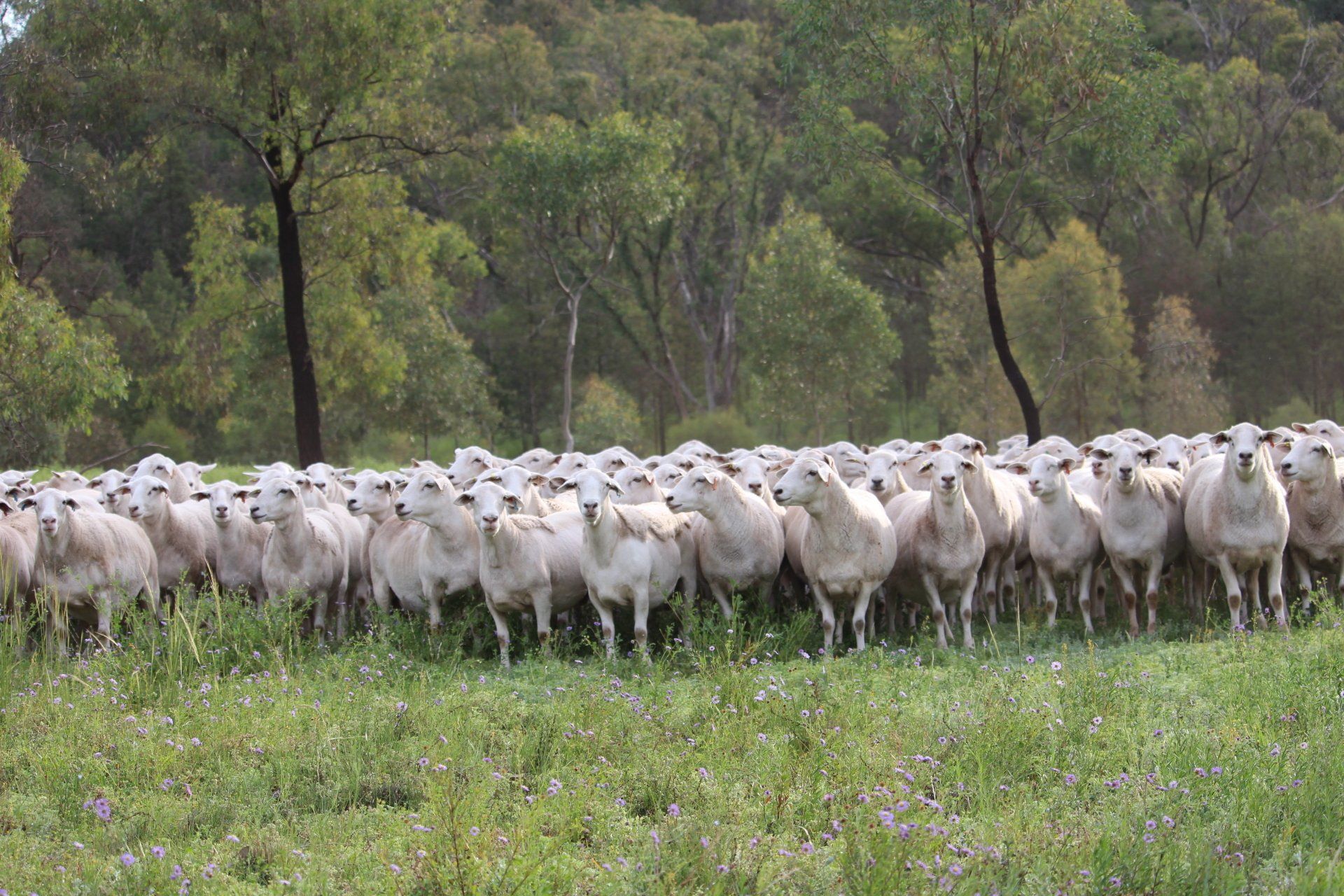 Highvelds International Australian White Sheep Stud - Mendooran, NSW ...