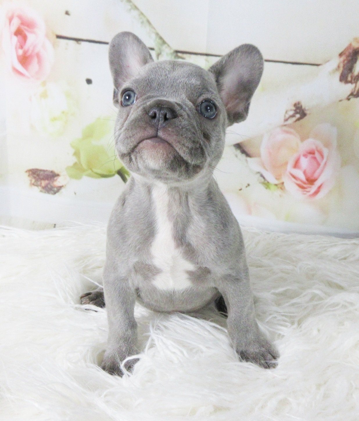 Rare Mini French Bulldogs