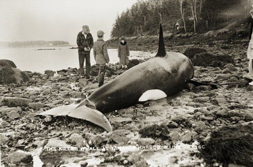 OLD TOM and THE LAW OF THE TONGUE!