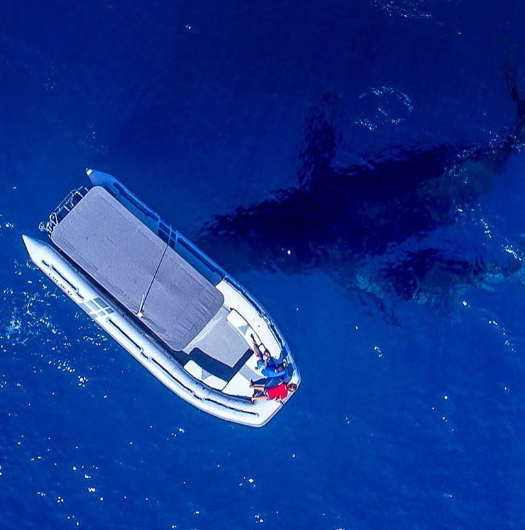 Tonga | Paradise in the Pacific | Majestic Whale Encounters