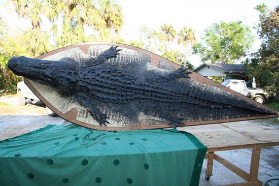 Alligator flat skin mount, Alligator Head and Shoulder, FL Taxidermist