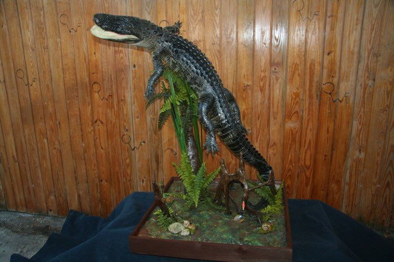 Taxidermy Alligator full body mounts