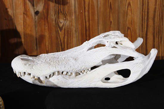 Alligator flat skin mount, Alligator Head and Shoulder, FL Taxidermist