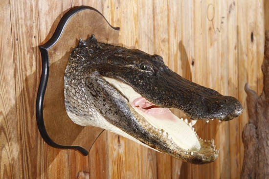 Alligator flat skin mount, Alligator Head and Shoulder, FL Taxidermist