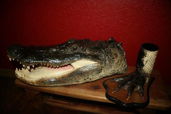 Alligator flat skin mount, Alligator Head and Shoulder, FL Taxidermist