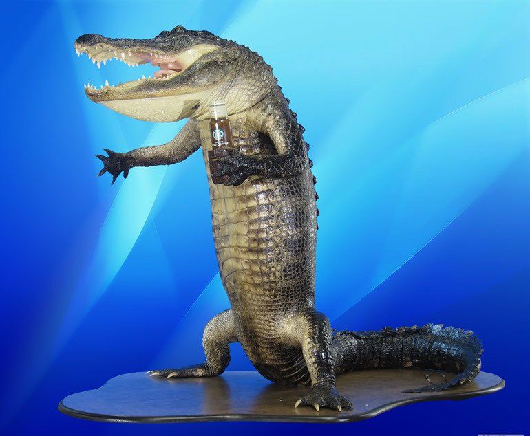 Taxidermy Alligator full body mounts