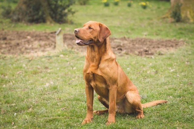 Labrador Fox Red For Stud - Home