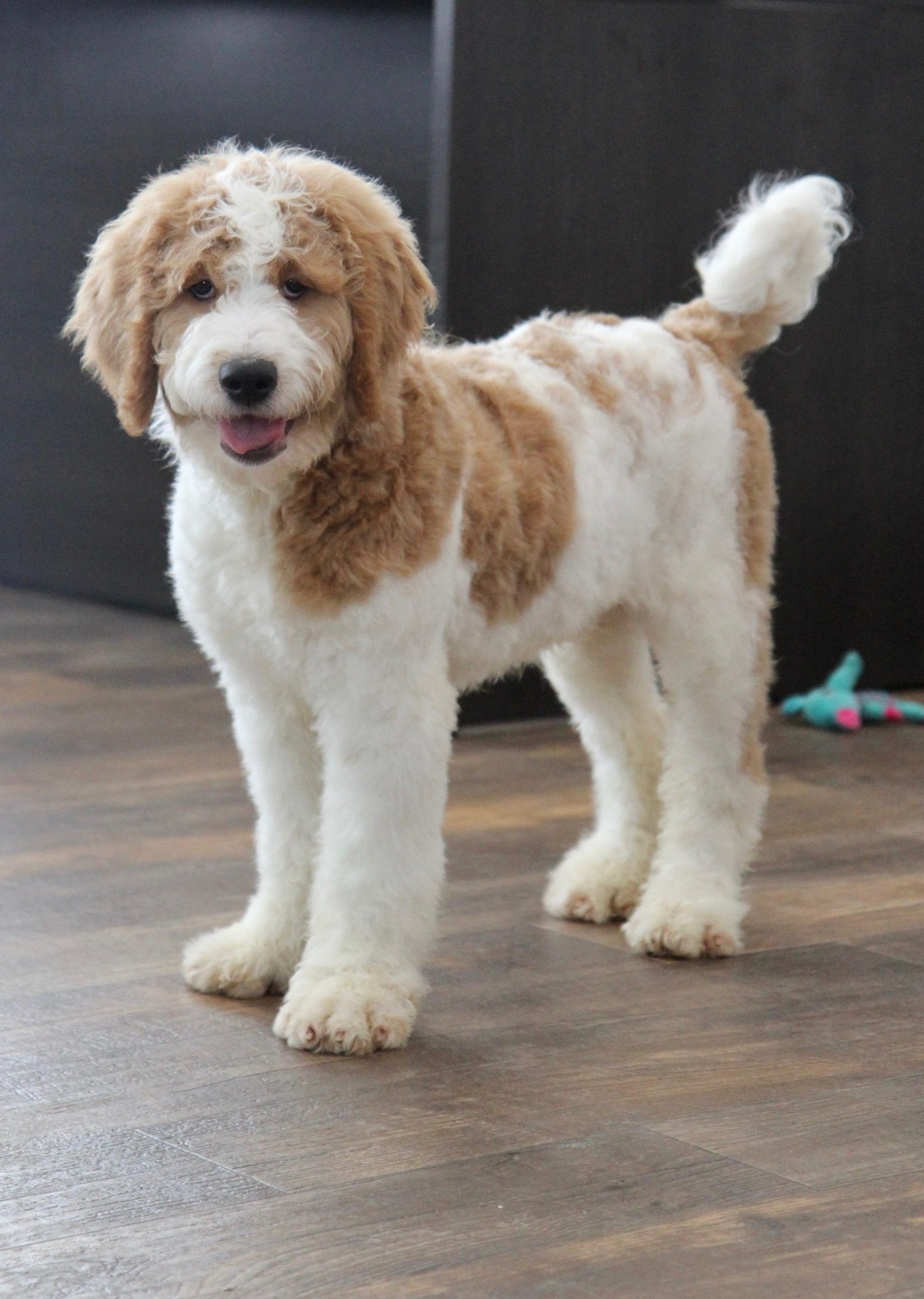 Miniature Englishdoodles