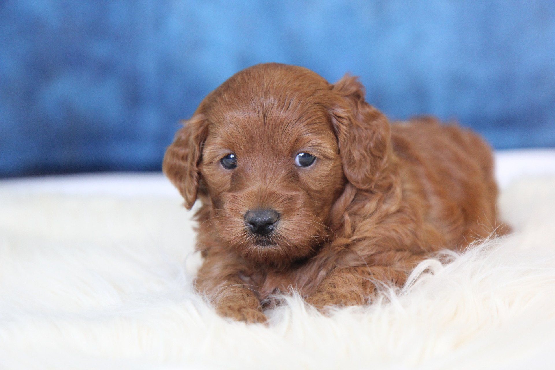 Petite Goldendoodles