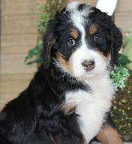 Bernedoodles