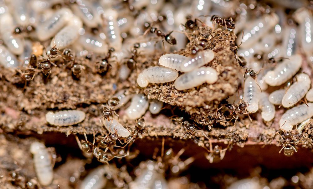 Blog - Green Flash Pest & Termite Control