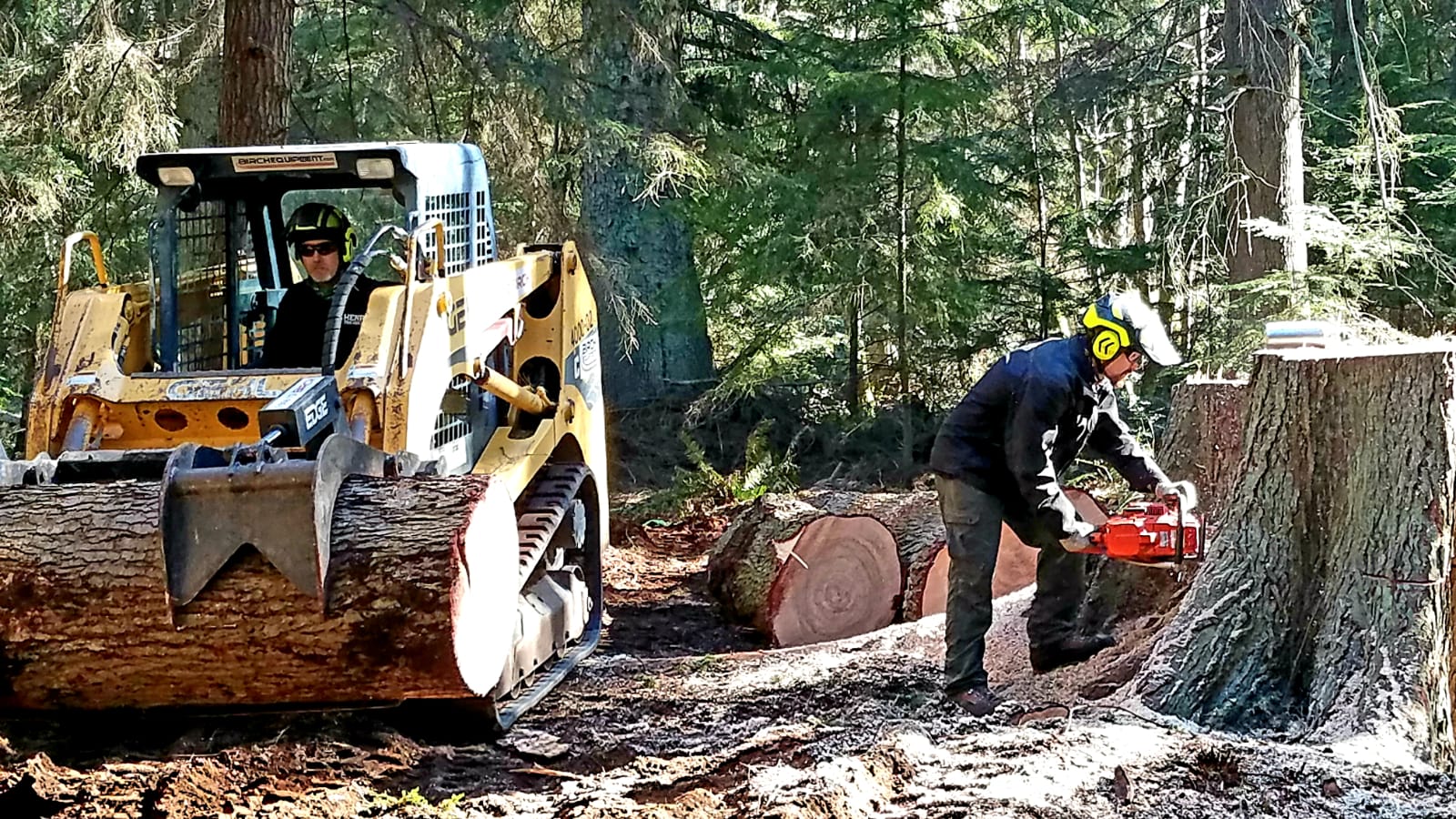 Henry Tree Service Photo Gallery of activities on Whidbey Island, WA