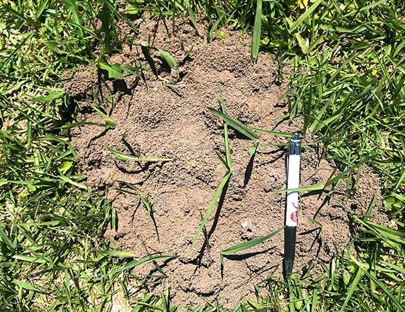 Funnel Ants Control in Mid North Coast | Terminator Ant & Pest Control