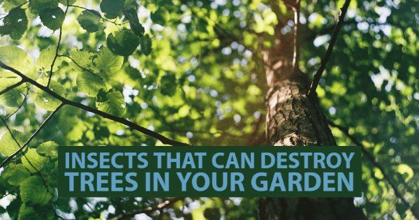 4 Insects that can Destroy Trees in Your Garden