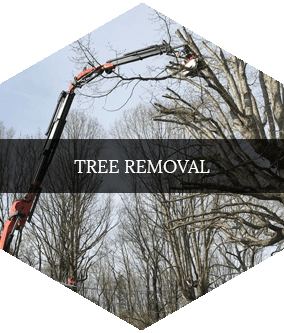 Miller Tree Service | Tree Service | Winston Salem, Pfafftown ...