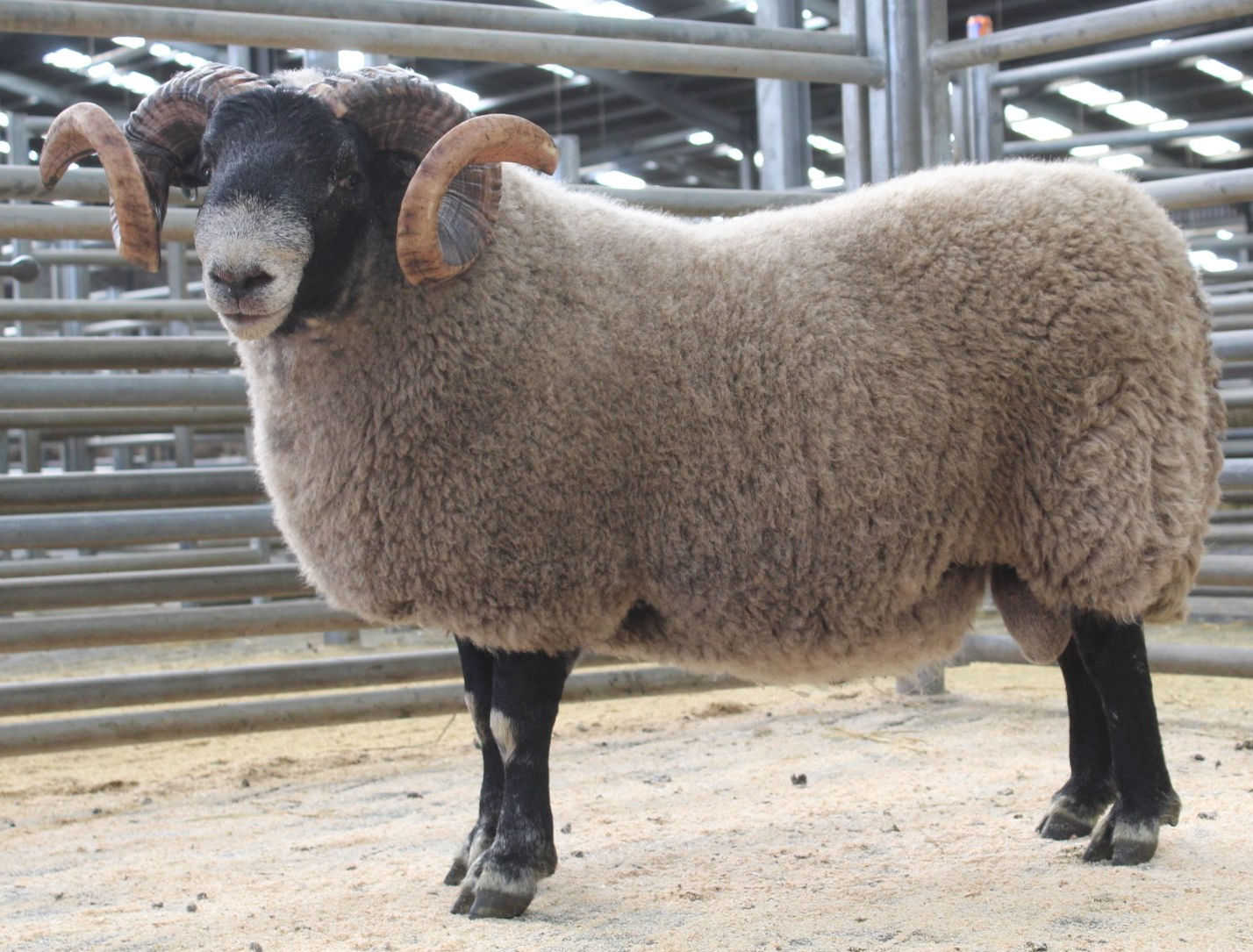 Dingwall HIghland Marts - Your Local Livestock Sales
