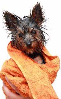 Yorkie Skin Problems | Yorkshire Terrier Information Center
