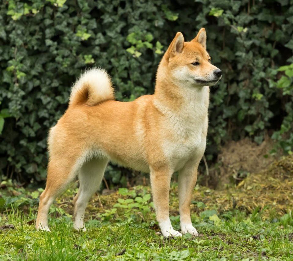 Shiba Inu en Venta | Criadero Shibainu.mx
