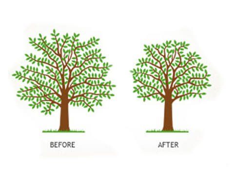 What is Tree Crown Thinning?