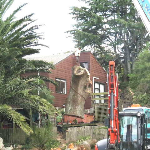 The Treeman - Tree maintenance Franklin