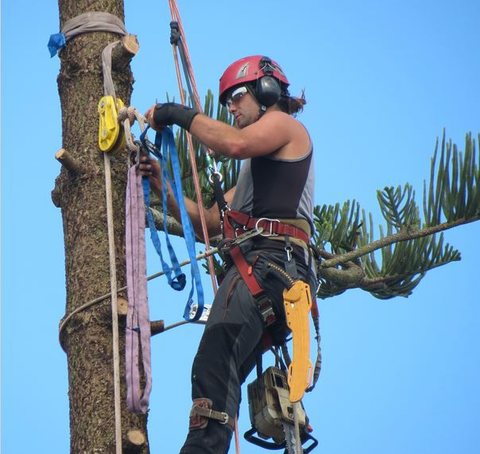 Tree removal Franklin - The Treeman