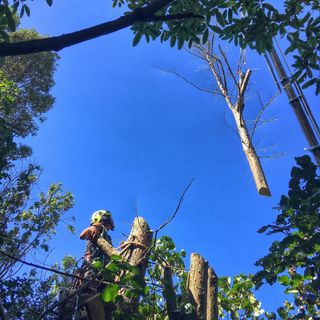 Arborist South Auckland | Tree Removal & Pruning Services Papakura ...