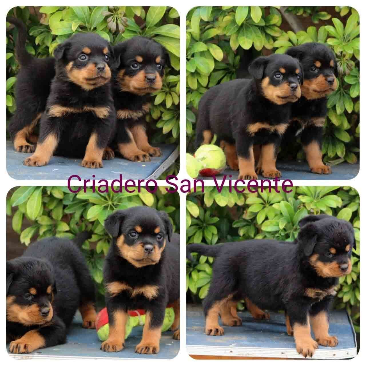 Cachorros Rottweiler en Venta | Rottweiler.mx Mexico
