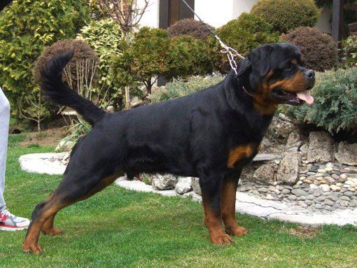 Criaderos de Perros Rottweiler | Rottweiler.mx Guadalajara