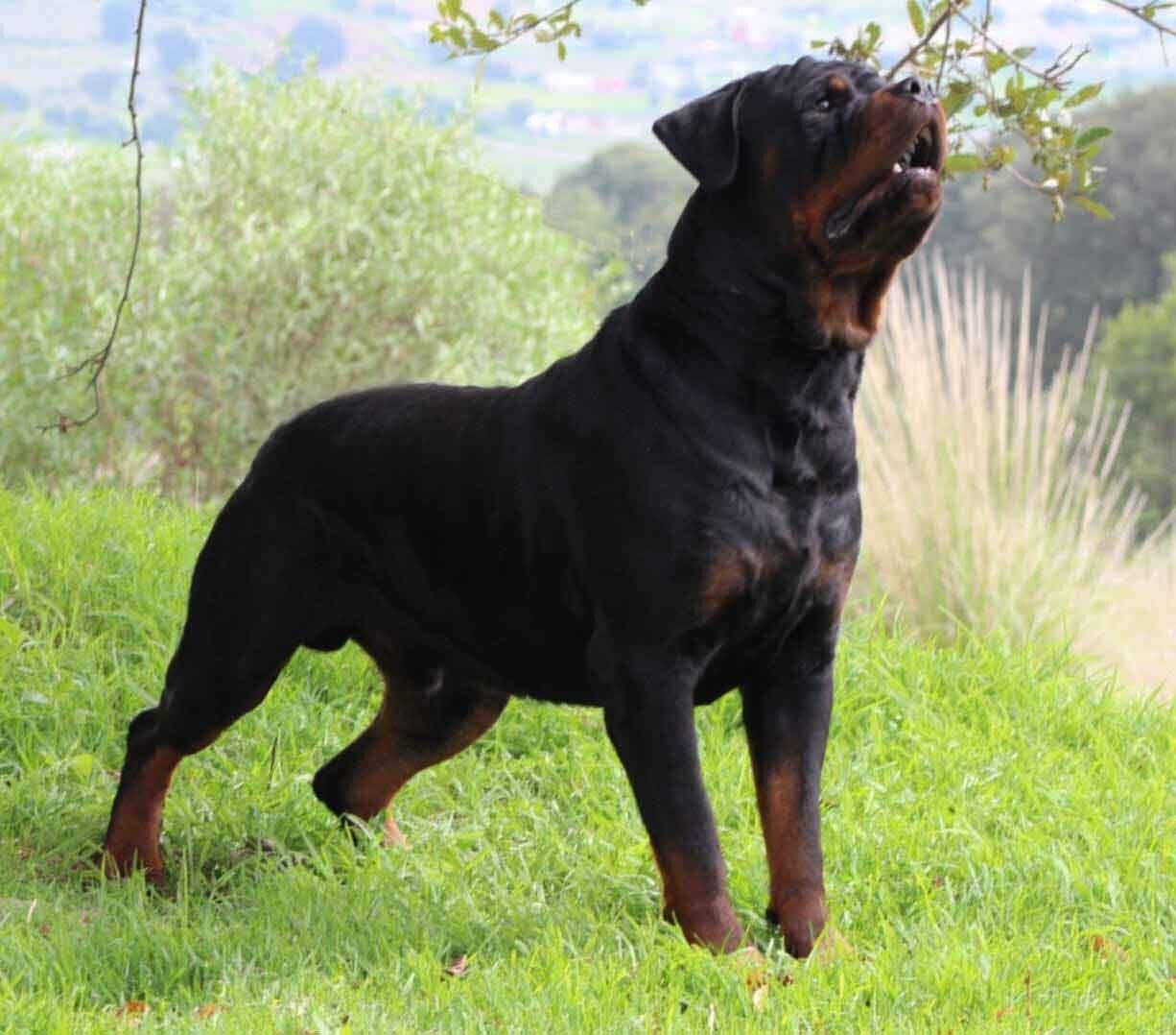 Rottweiler Mexico | Criadero Rottweiler.mx