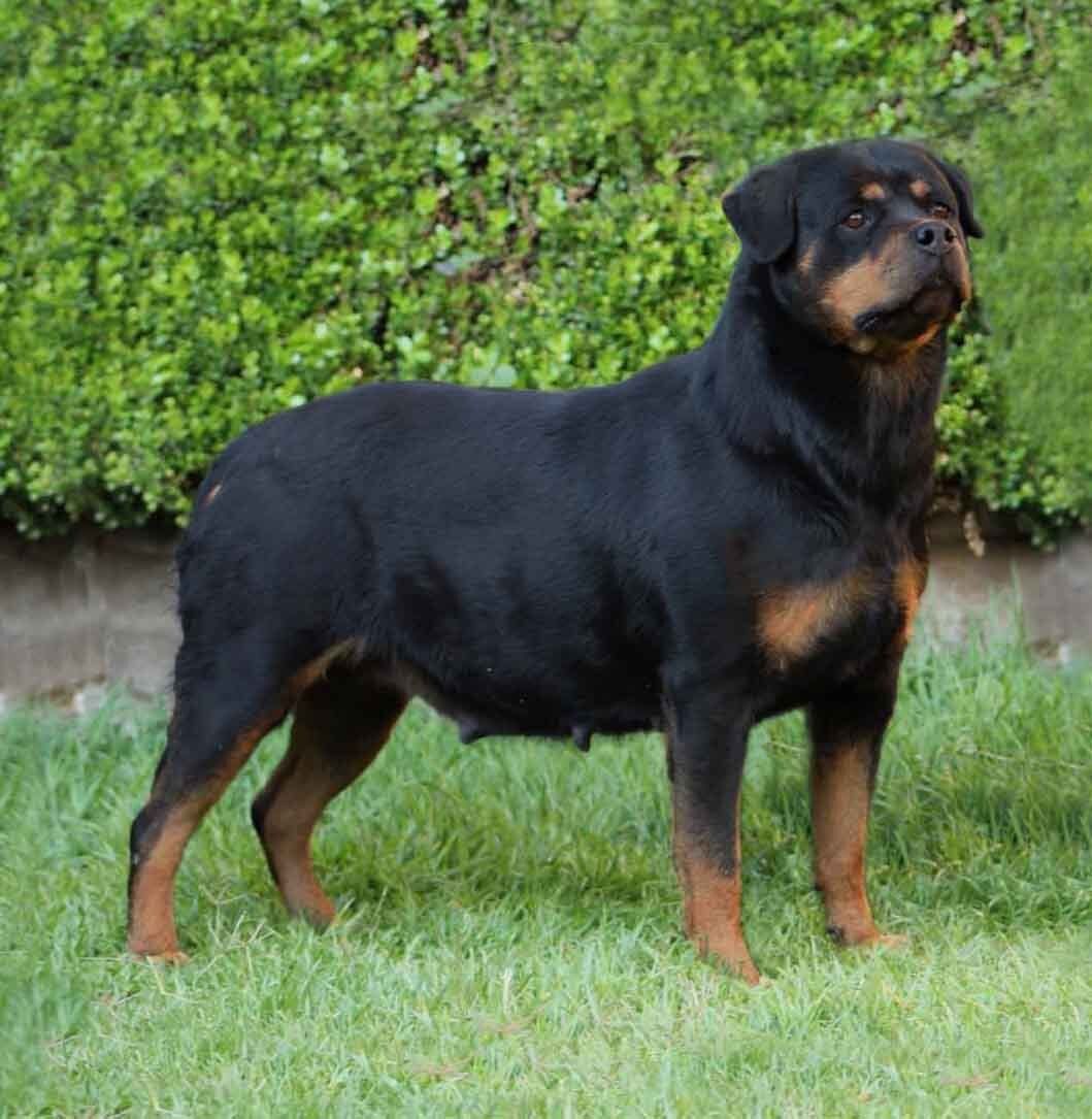Rottweiler Mexico | Criadero Rottweiler.mx