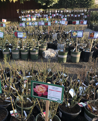 Annual Flowers Marin, CA | Drought Resistant & Tropical Plants