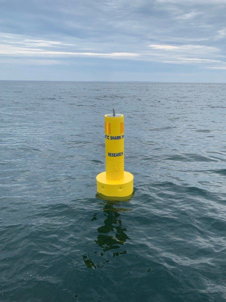 Shark Research - Atlantic Shark Institute