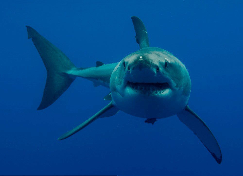 Atlantic Shark Institute