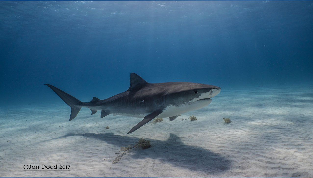 Atlantic Shark Institute