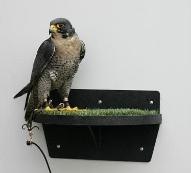 Falconry Equipment & Falconry Travel Box by Animal Transit Boxes