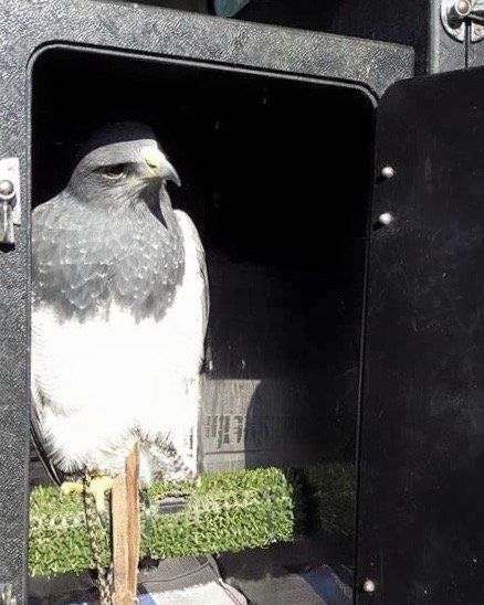 Falconry Equipment & Falconry Travel Box by Animal Transit Boxes