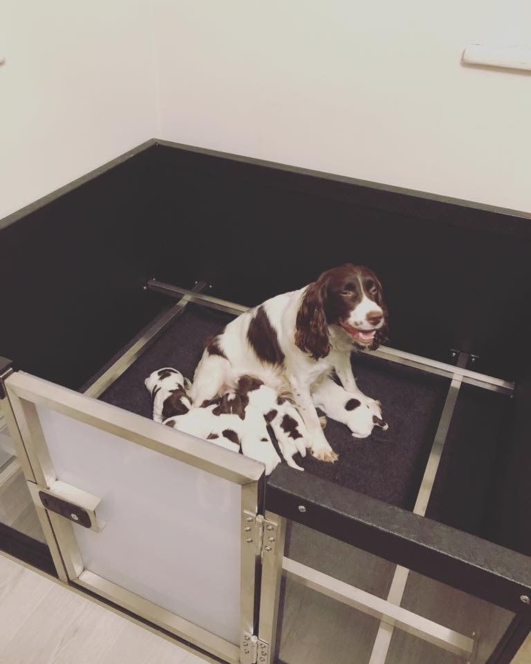 Whelping Boxes by Animal Transit Boxes Ltd